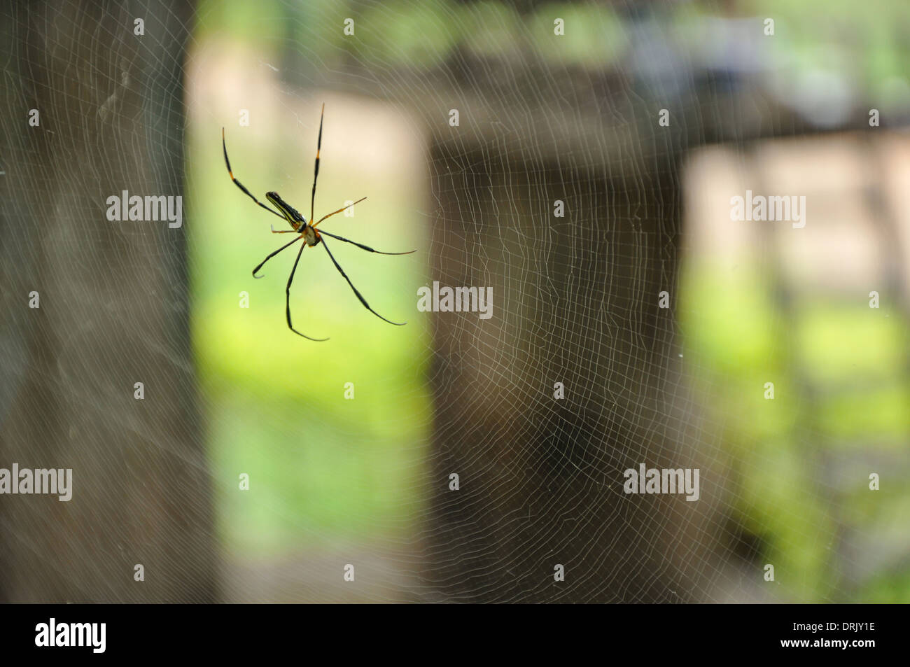 Cross spider in a web Stock Photo - Alamy