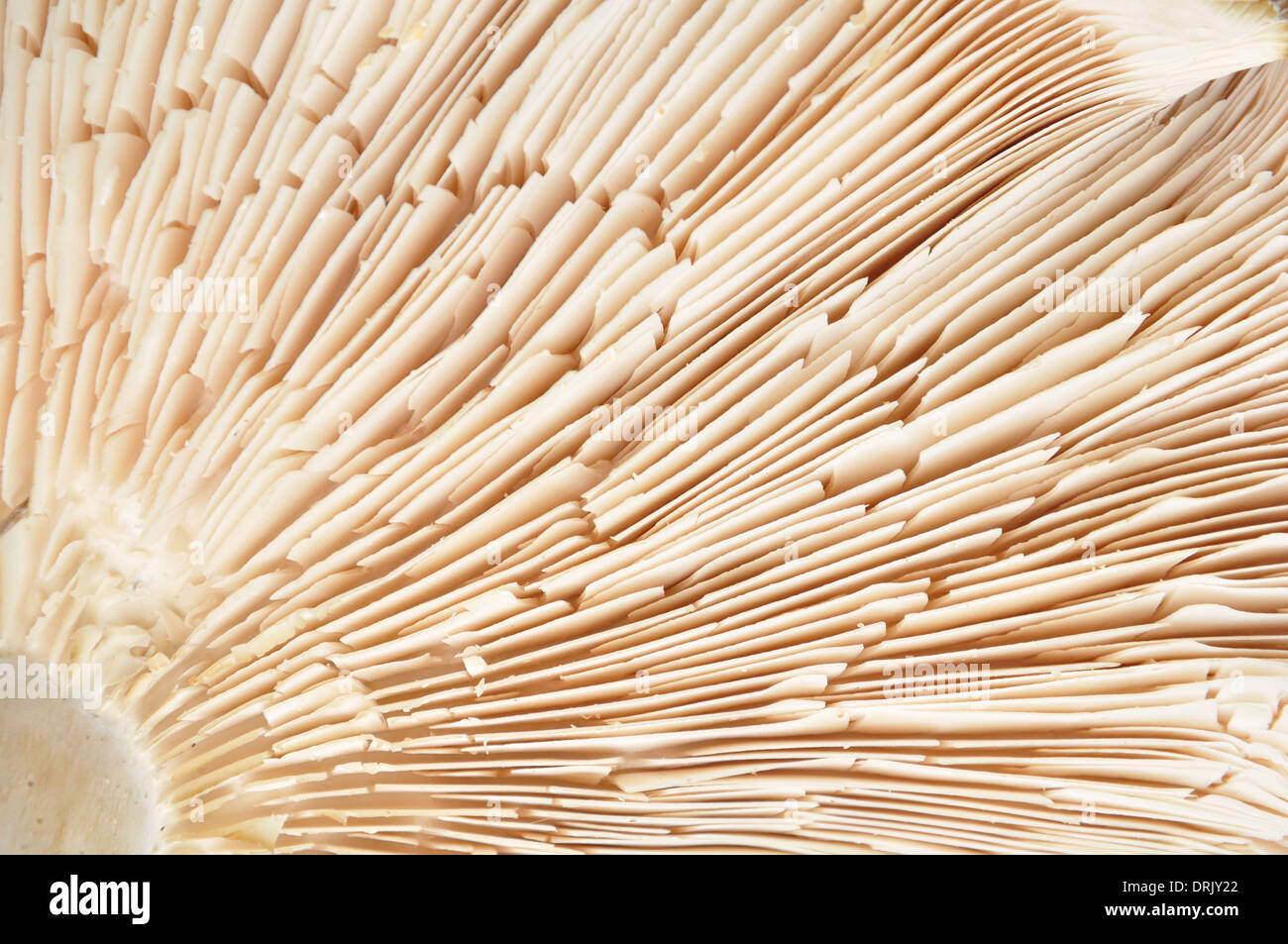 Detail mushrooms bottom isolated on a white background Stock Photo - Alamy