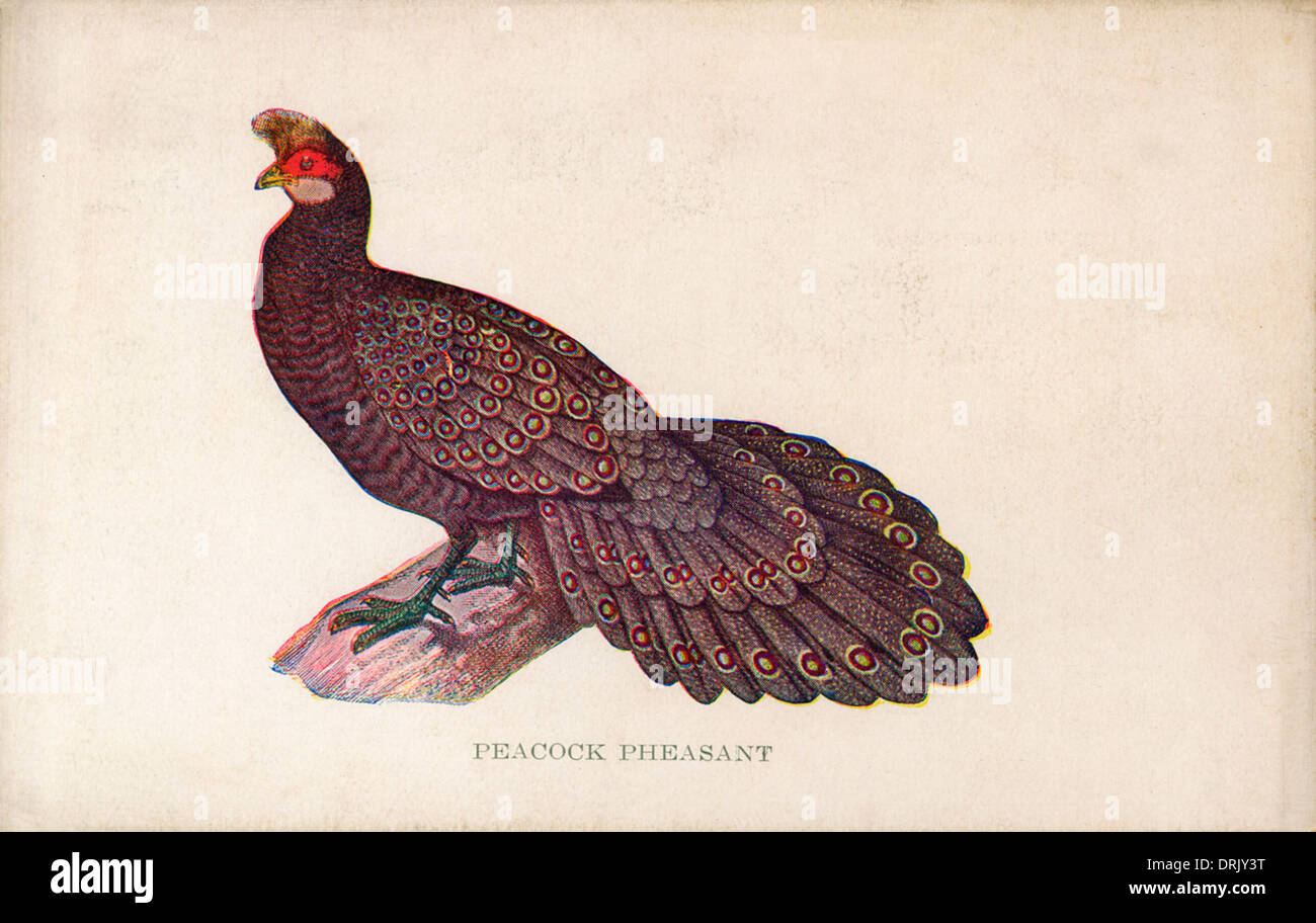 Peacockpheasant hi-res stock photography and images - Alamy