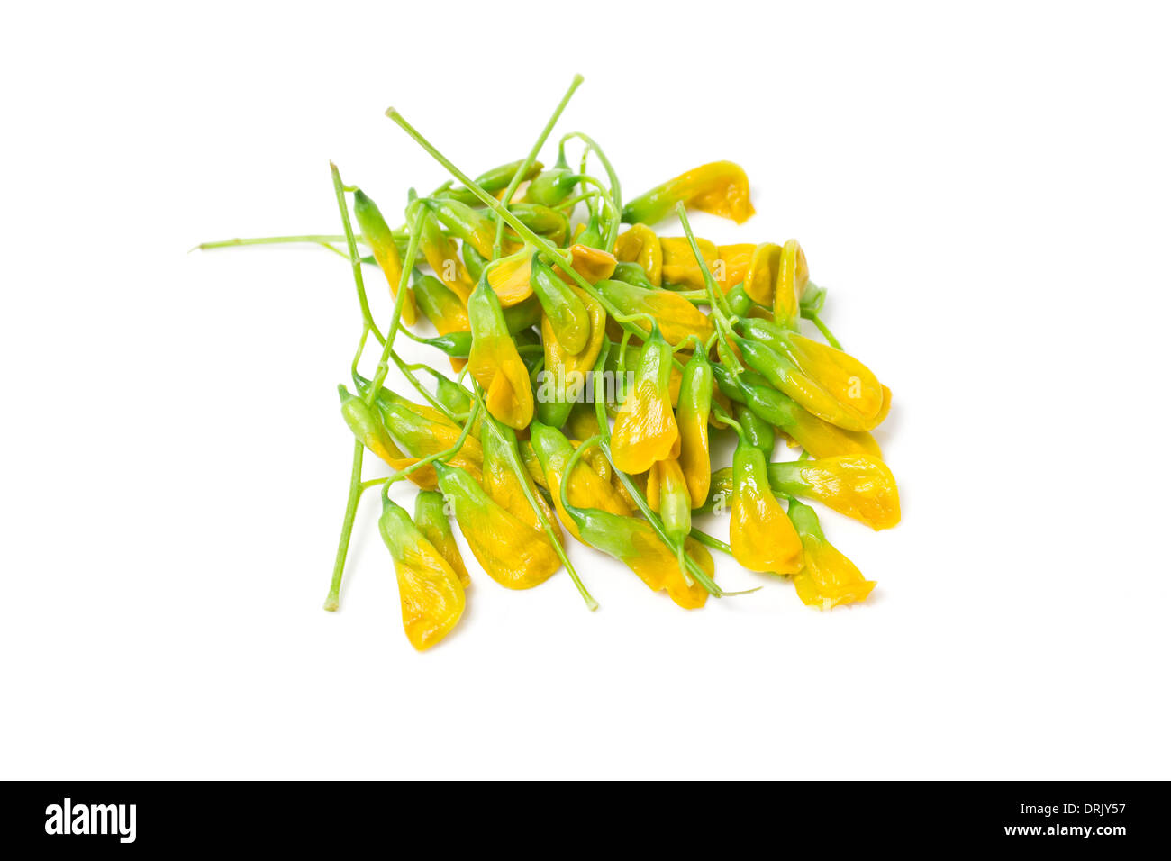 Boiled Sesbania flowers isolated on white. A side dish for chili sauce ...