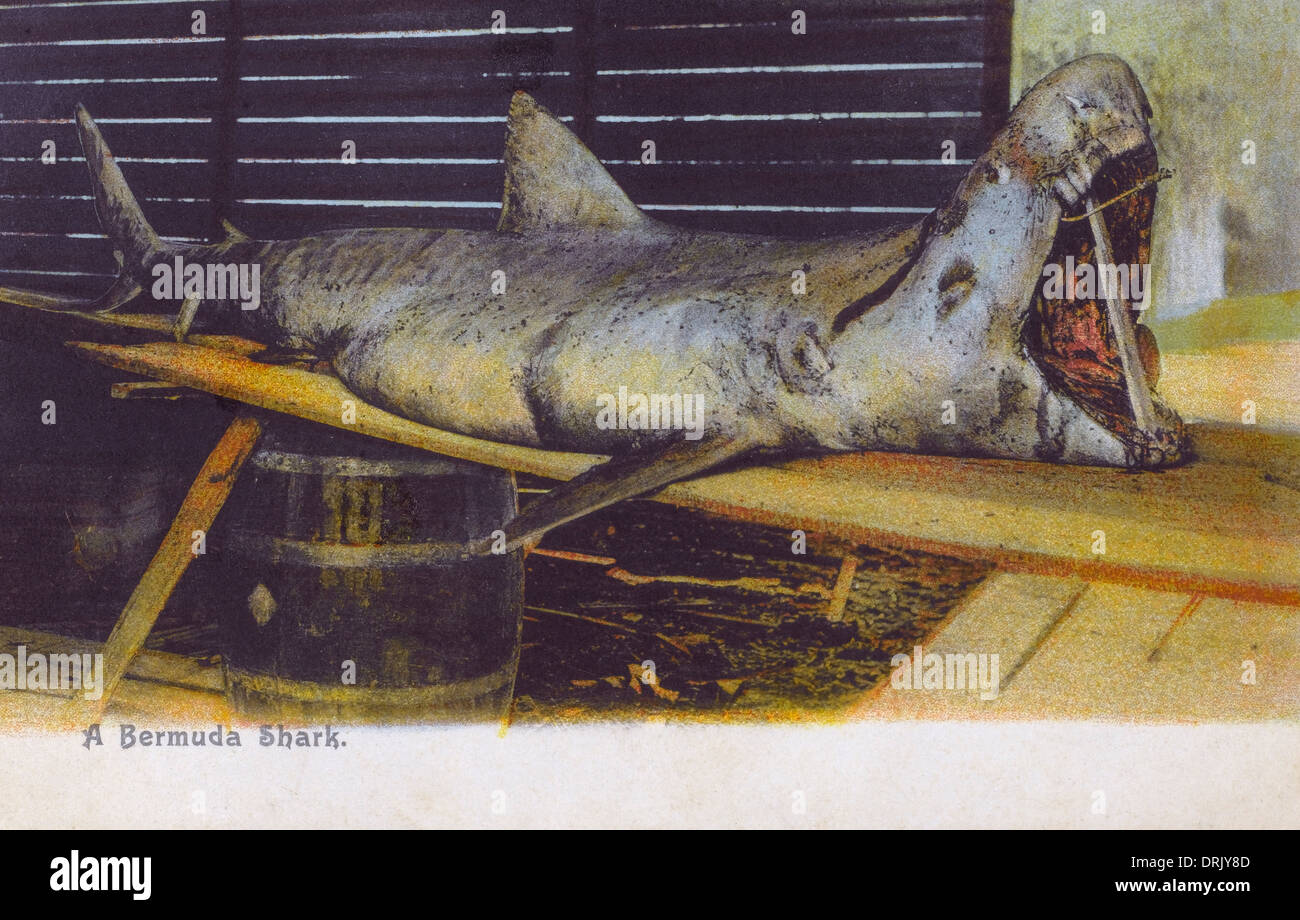 A large Bermudan Shark Stock Photo - Alamy