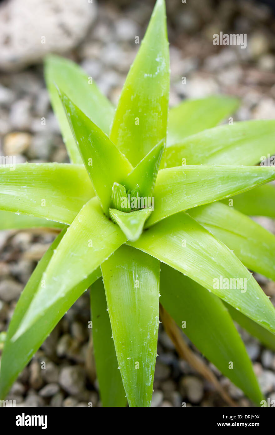 Succulent plant photography hi-res stock photography and images - Alamy