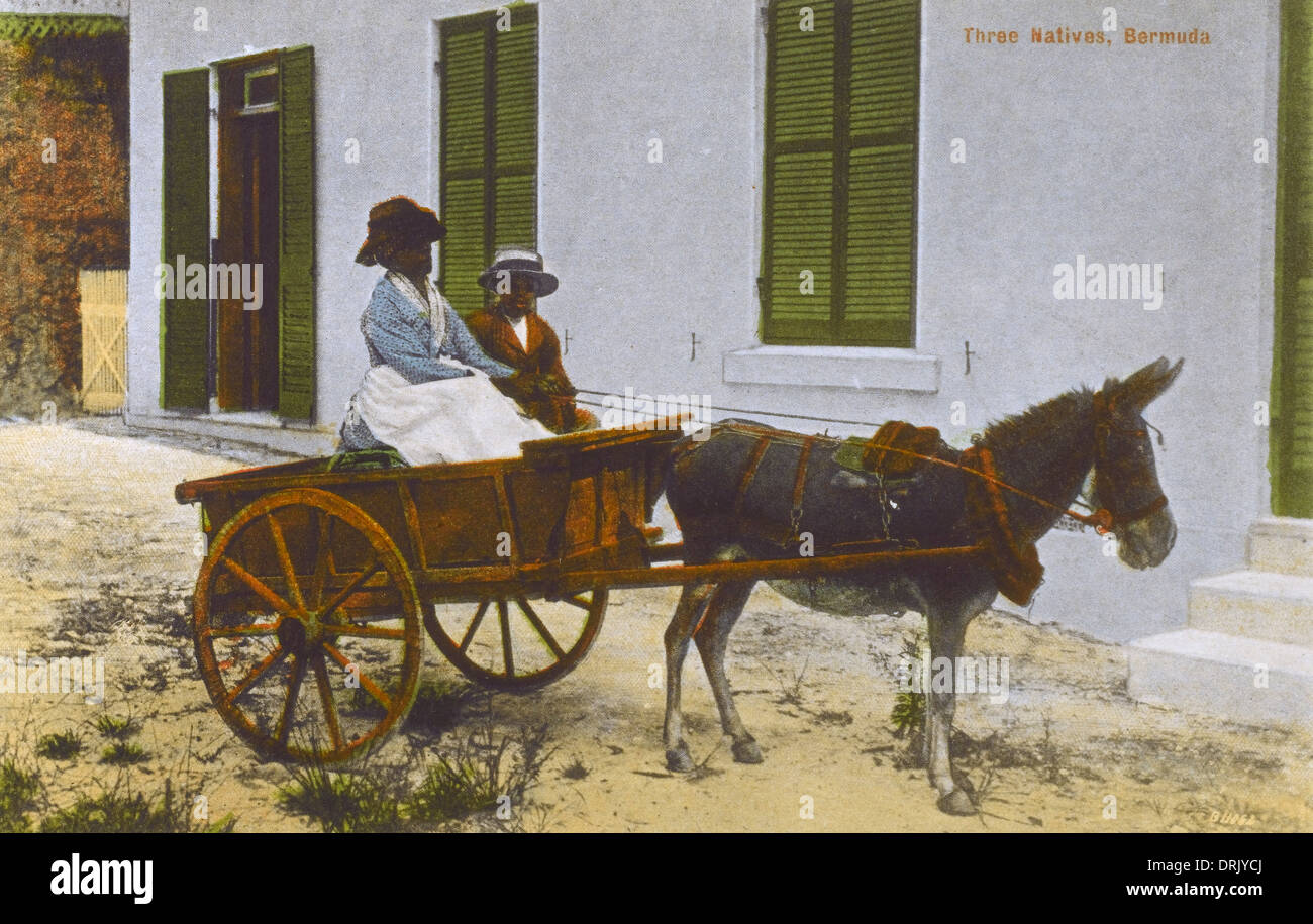 Three Natives of Bermuda Stock Photo - Alamy
