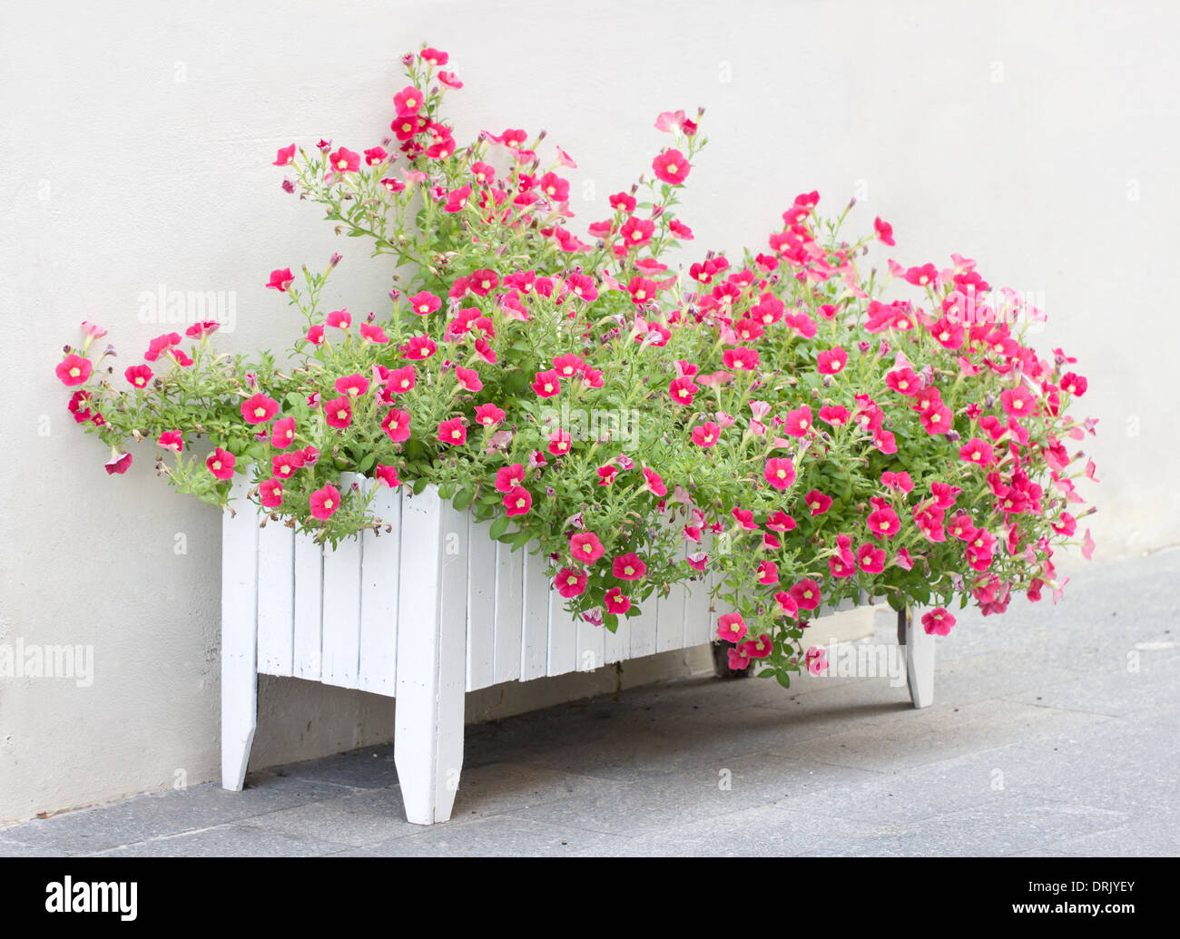 Petunia flowers in wooden pot Stock Photo - Alamy