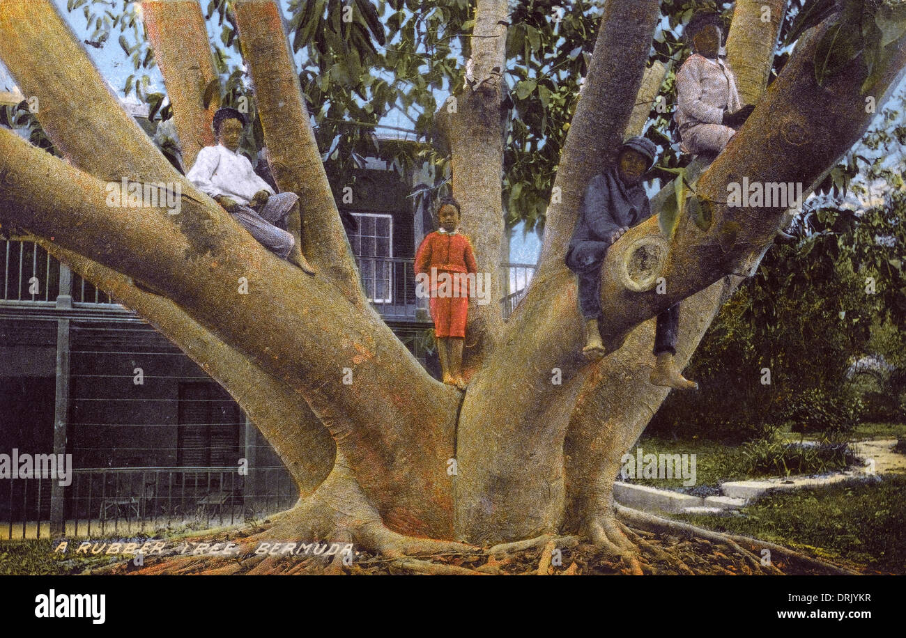 Large Rubber Tree, Bermuda Stock Photo - Alamy