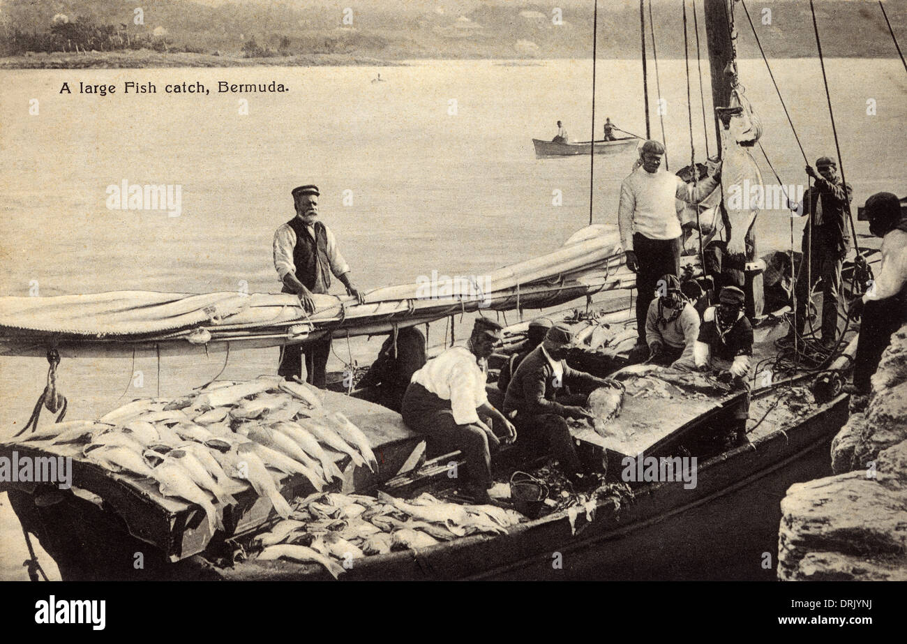 Large catch of fish, Bermuda Stock Photo - Alamy