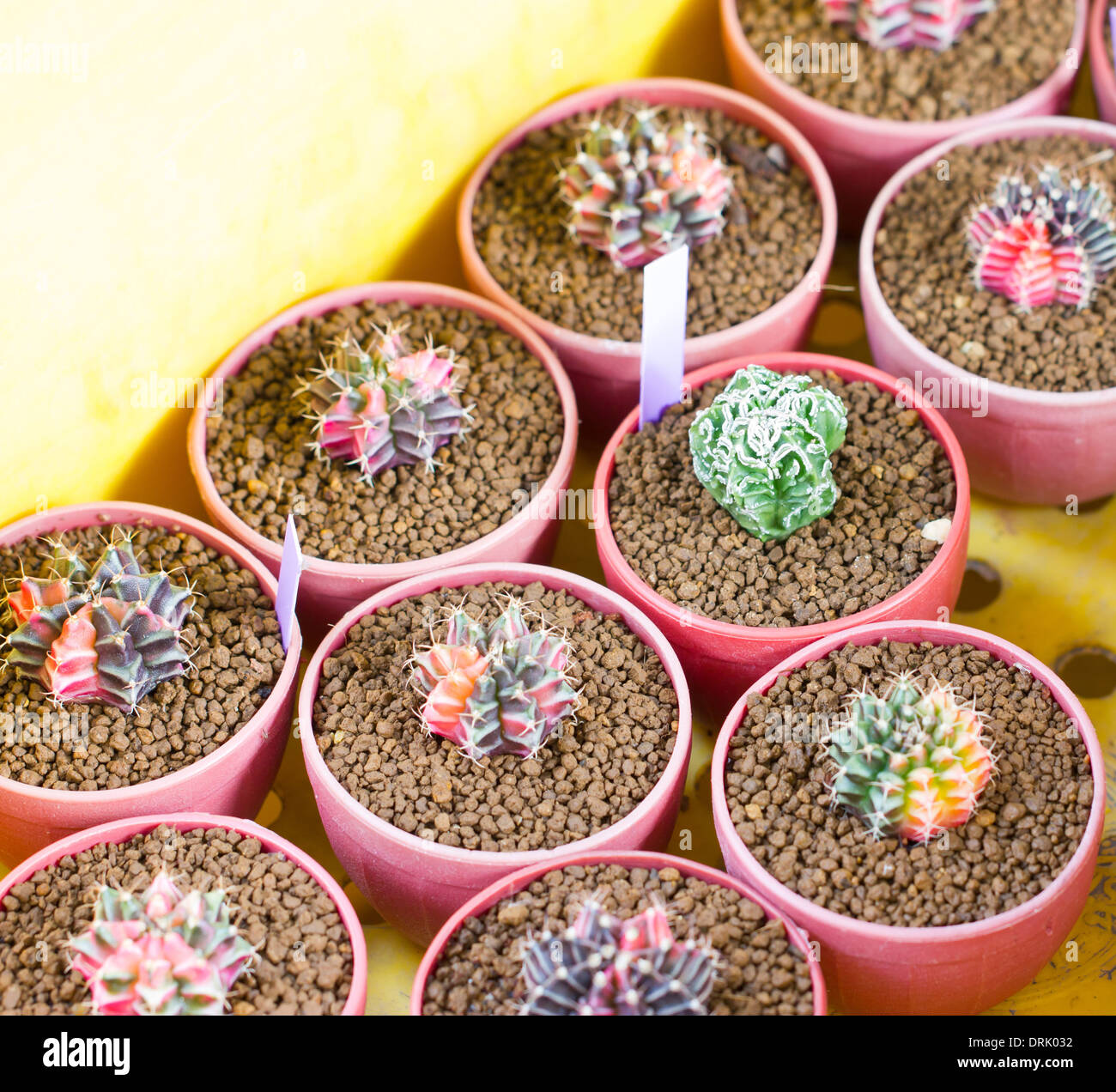 Cactus pot hi-res stock photography and images - Alamy