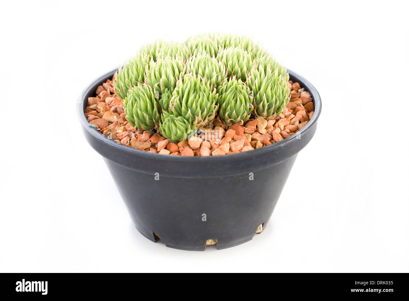 Cactus cacti plants growing Cut Out Stock Images & Pictures - Alamy