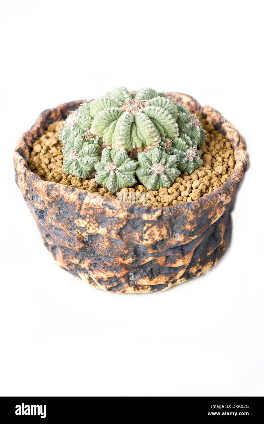 Potted plants on Cut Out Stock Images & Pictures - Alamy