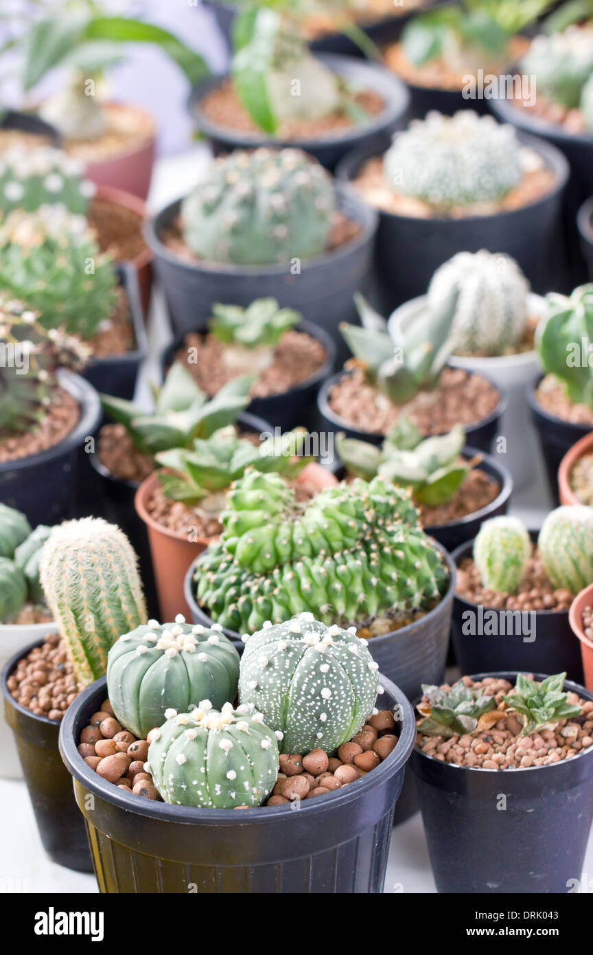 Variety of cactus potted plant Stock Photo - Alamy