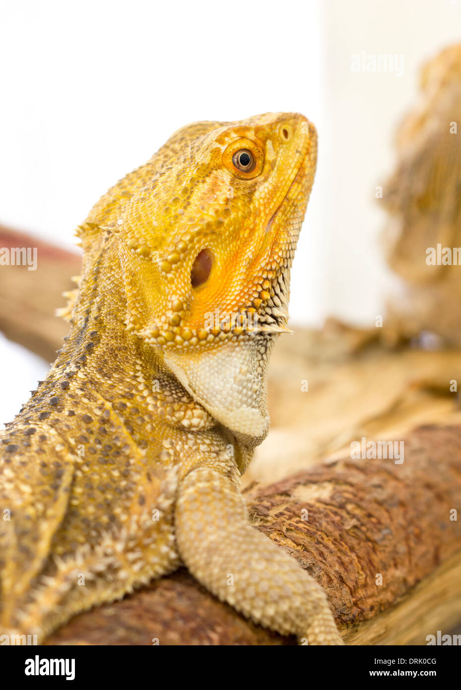 Bearded dragon zoo hi-res stock photography and images - Alamy