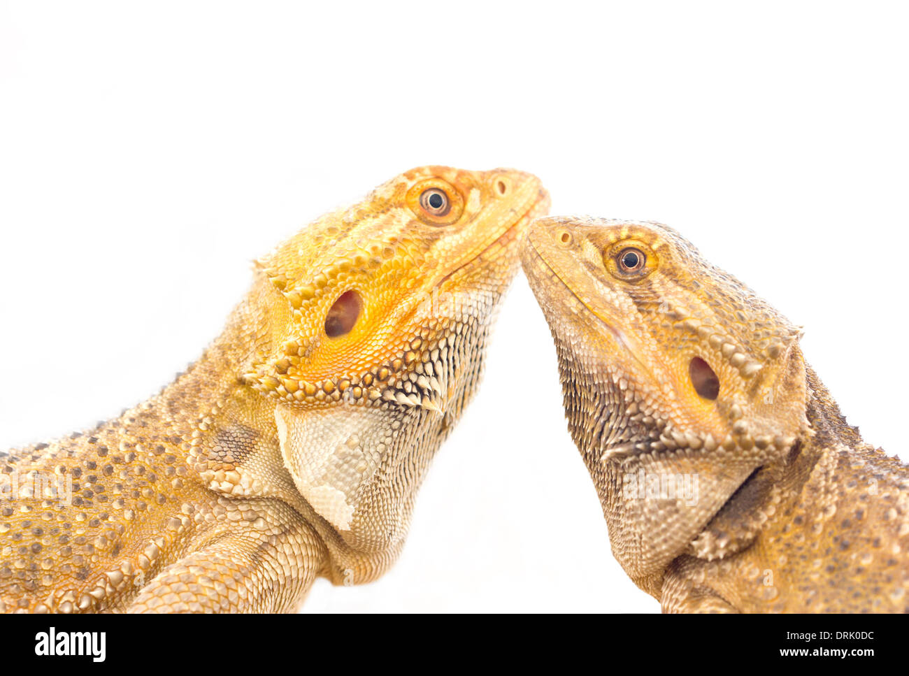 Bearded dragon zoo hi-res stock photography and images - Alamy