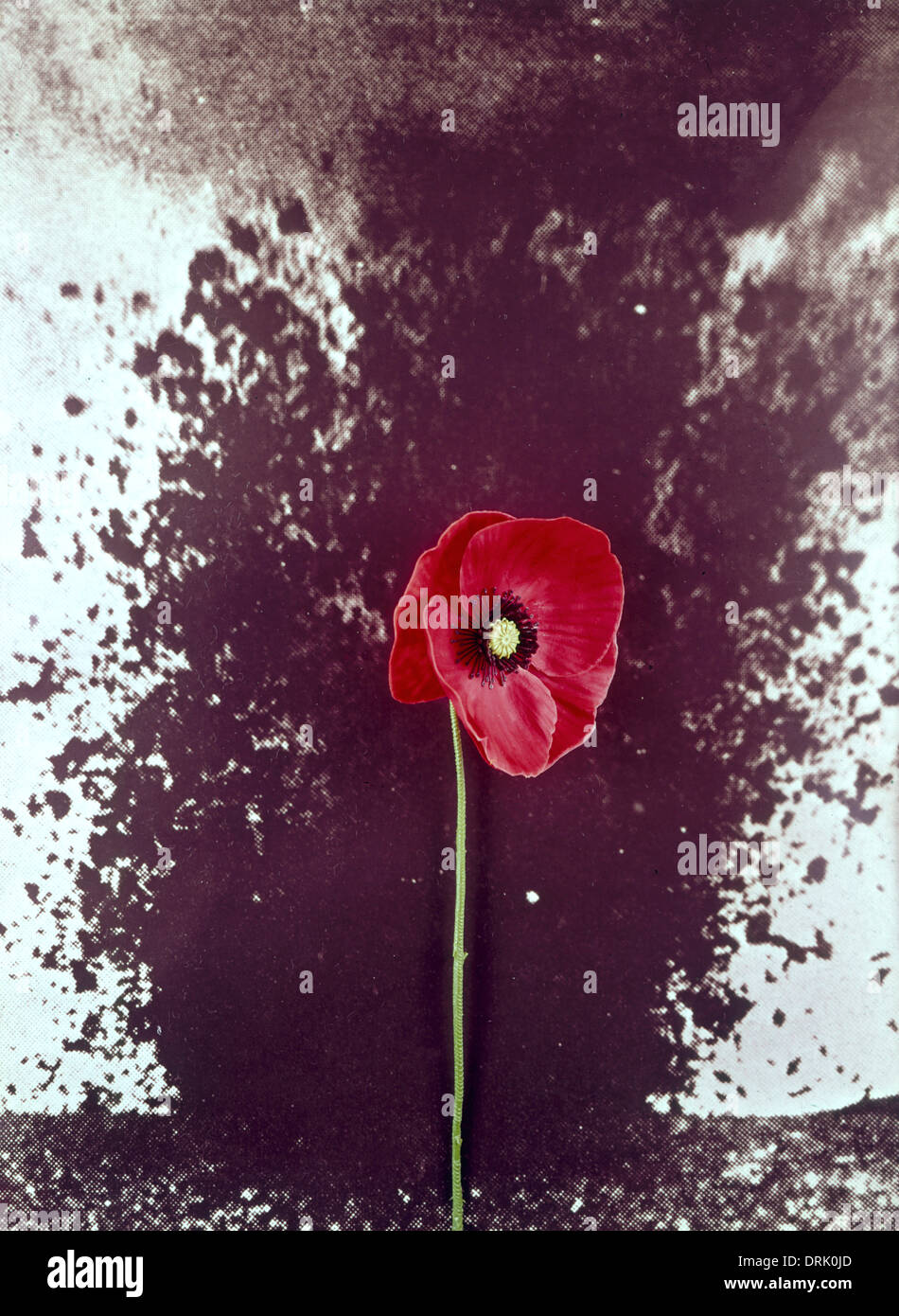 Poppy superimposed on mine explosion, WW1 Stock Photo - Alamy