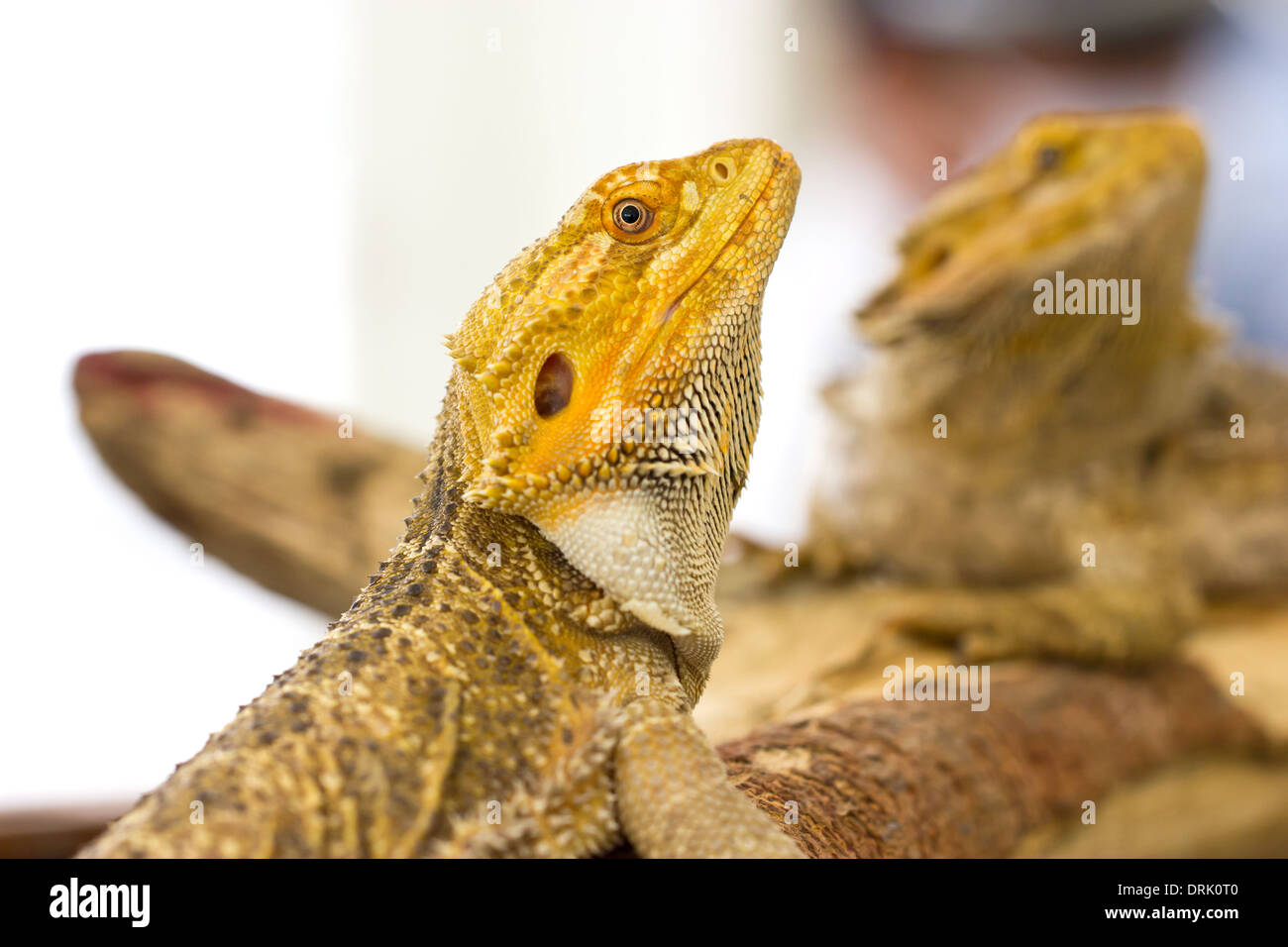Bearded dragon zoo hi-res stock photography and images - Alamy