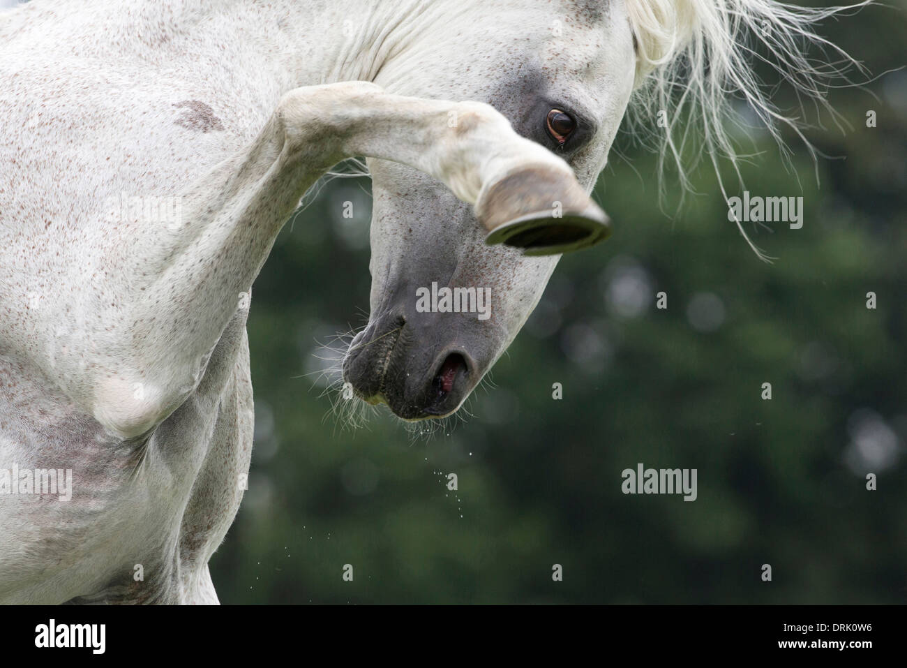 Foreleg raised hi-res stock photography and images - Alamy
