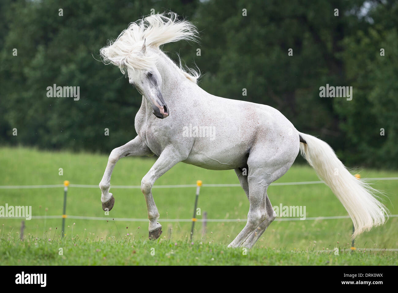 Alter Real Gray stallion Hexeno bucking on a pasture germany Stock ...