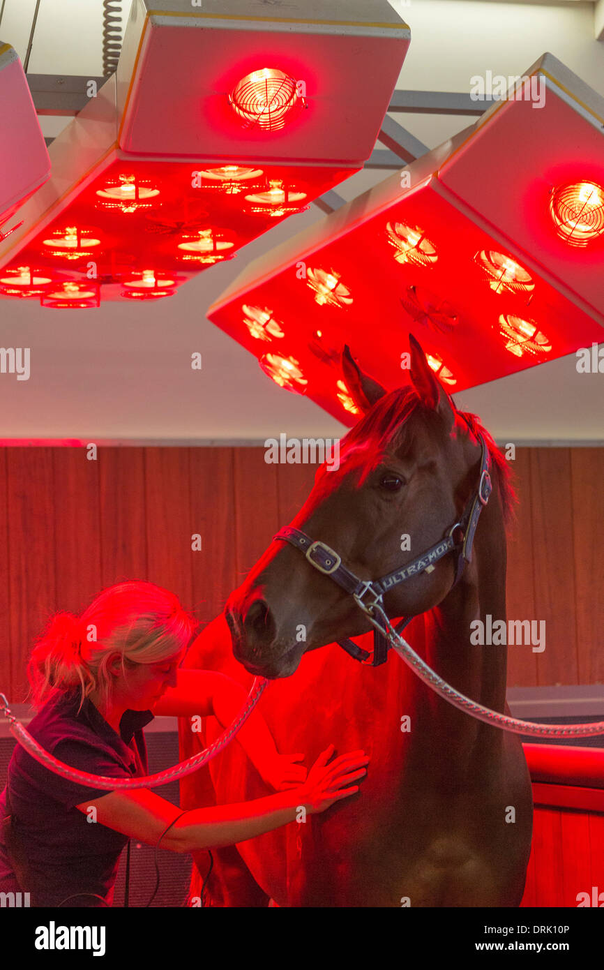 Thoroughbred in a horse solarium New Zealand Stock Photo - Alamy