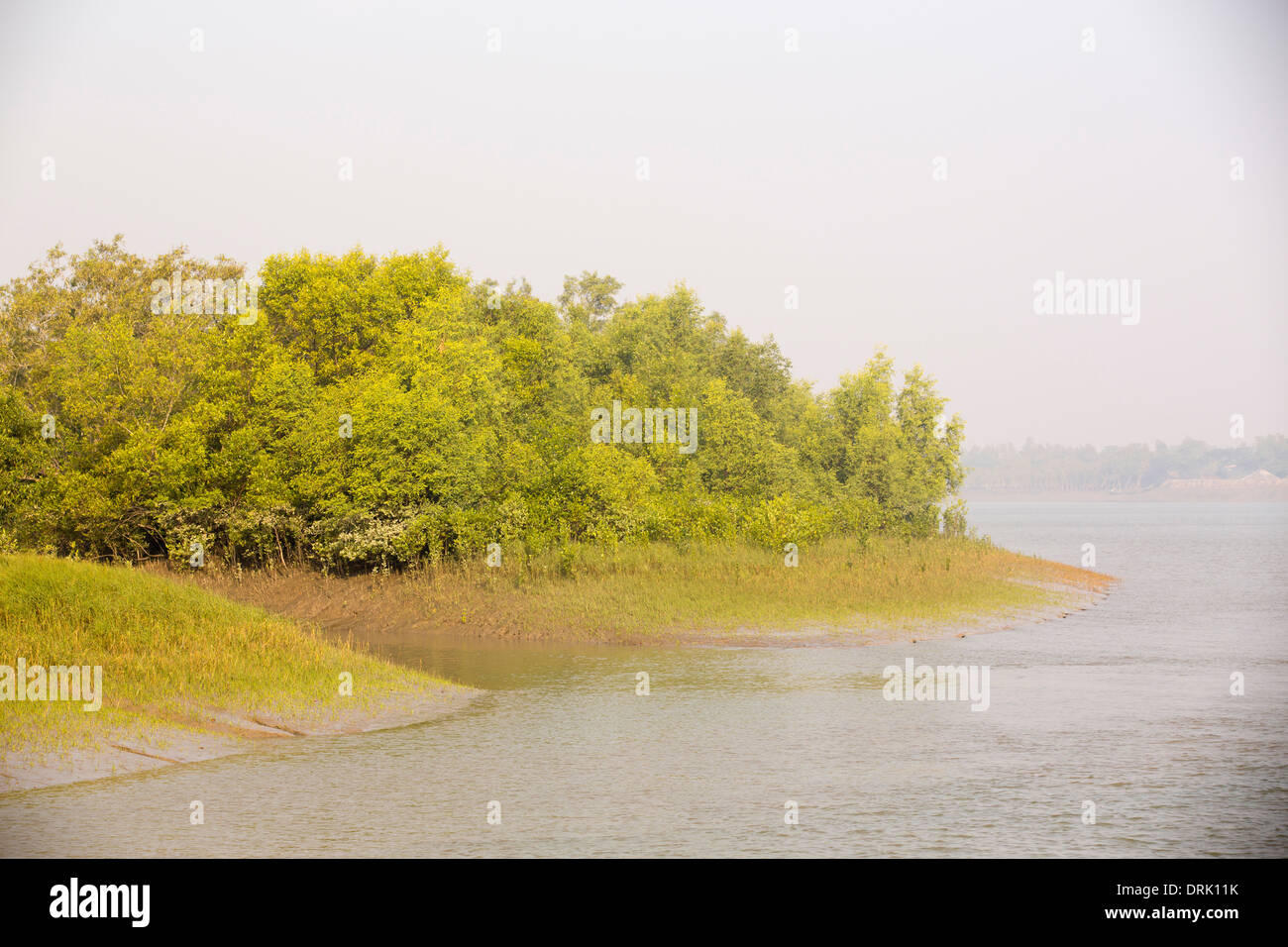 Mangroves in the Sunderbans, Ganges, Delta, India, the area is very low ...