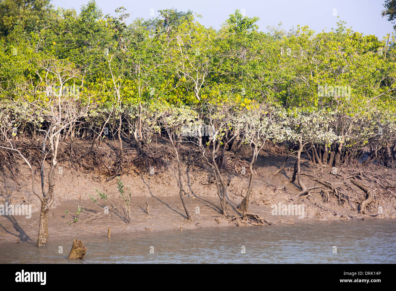 Sunderbans hi-res stock photography and images - Alamy