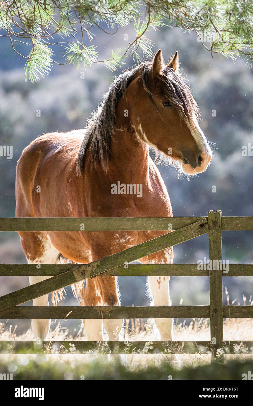 Clydesdale Horse Bay adult standing behind a fence New Zealand Stock ...