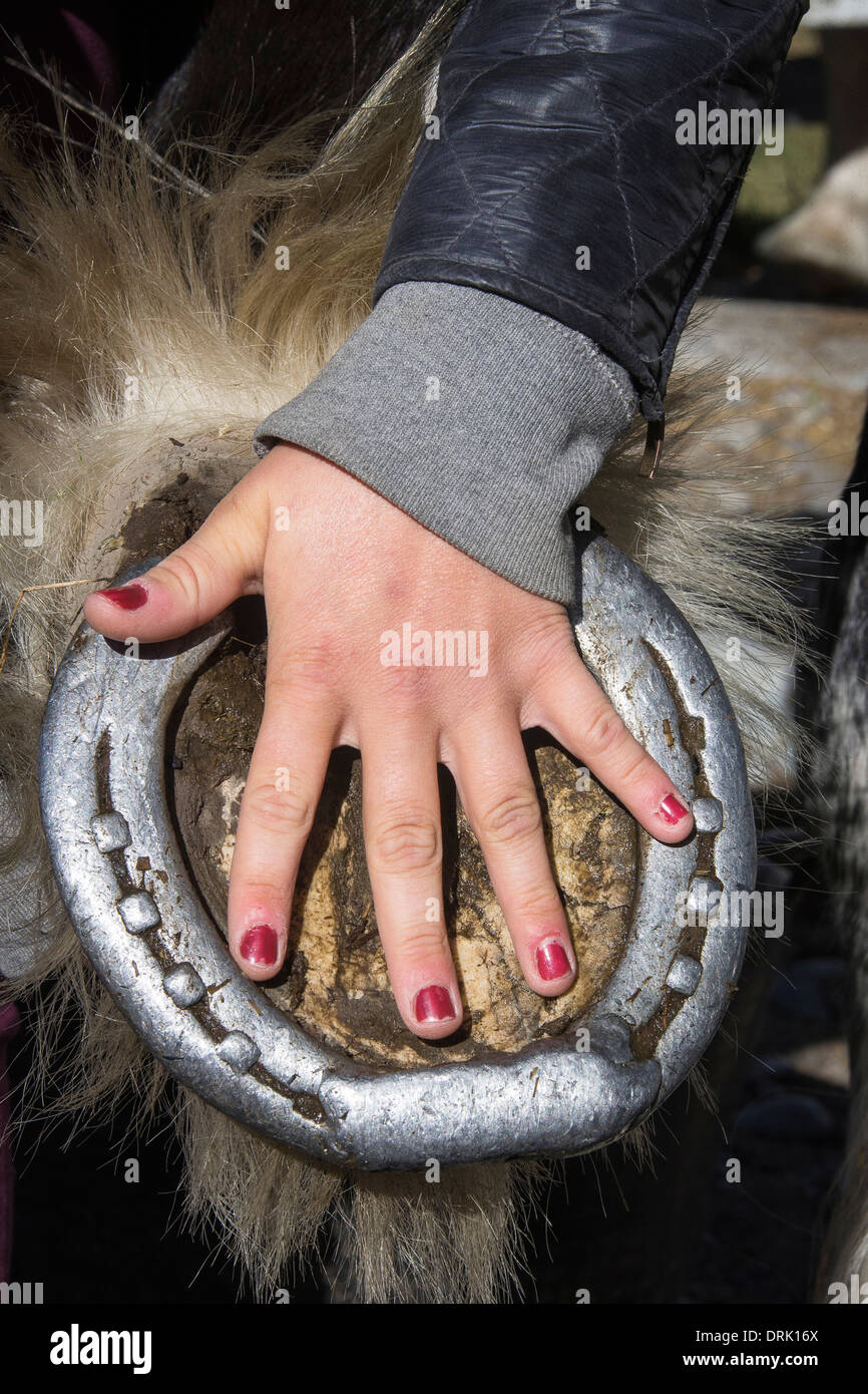 Clydesdale Horse. Hand of a woman on a hoof with horse shoe. New ...