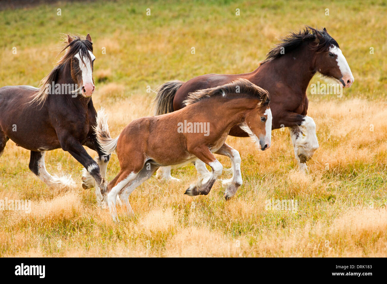 Clydesdale Horses Running