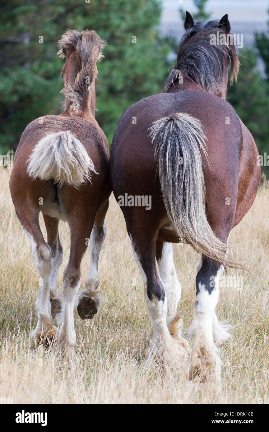 Foal with rear view of mare hi-res stock photography and images - Alamy