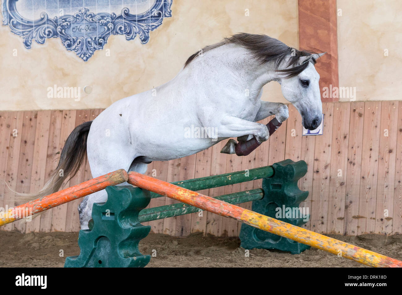 Pure Spanish Horse Andalusian Gray horse jumping over an obstacle in a ...