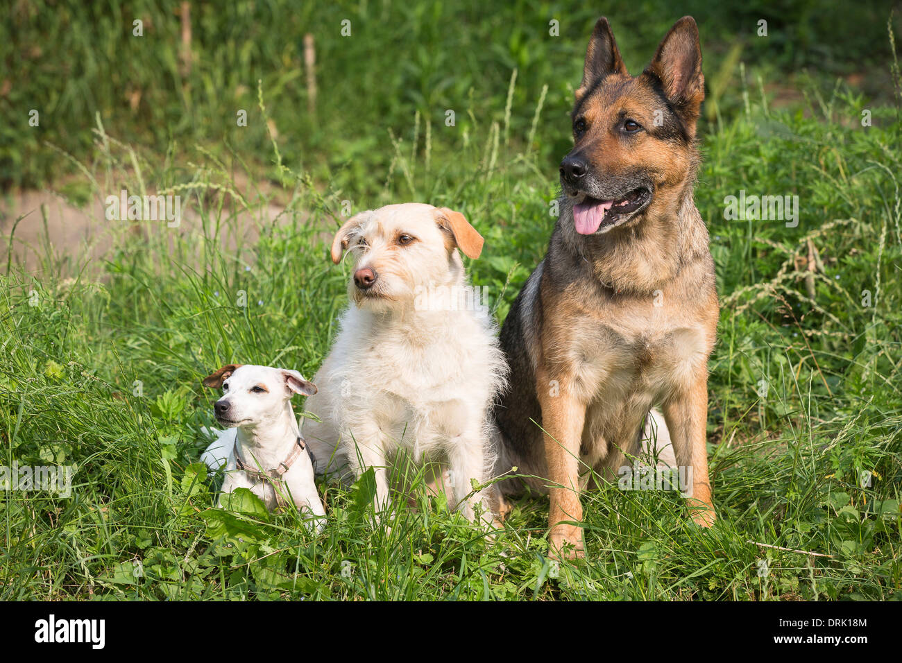 Mixed-breed dog Three adult dogs of different size sitting in grass ...