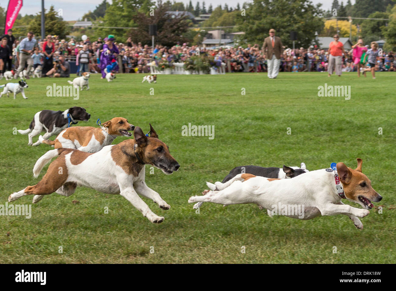 Jack Russell Terrier. Race for fun at a show. New Zealand Stock Photo ...