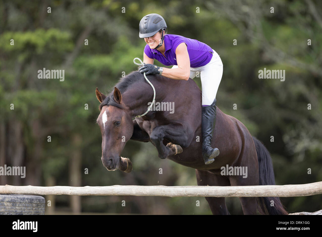 Kaimanawa Horse. Vicky Wilson on a chestnut gelding jumping over an ...