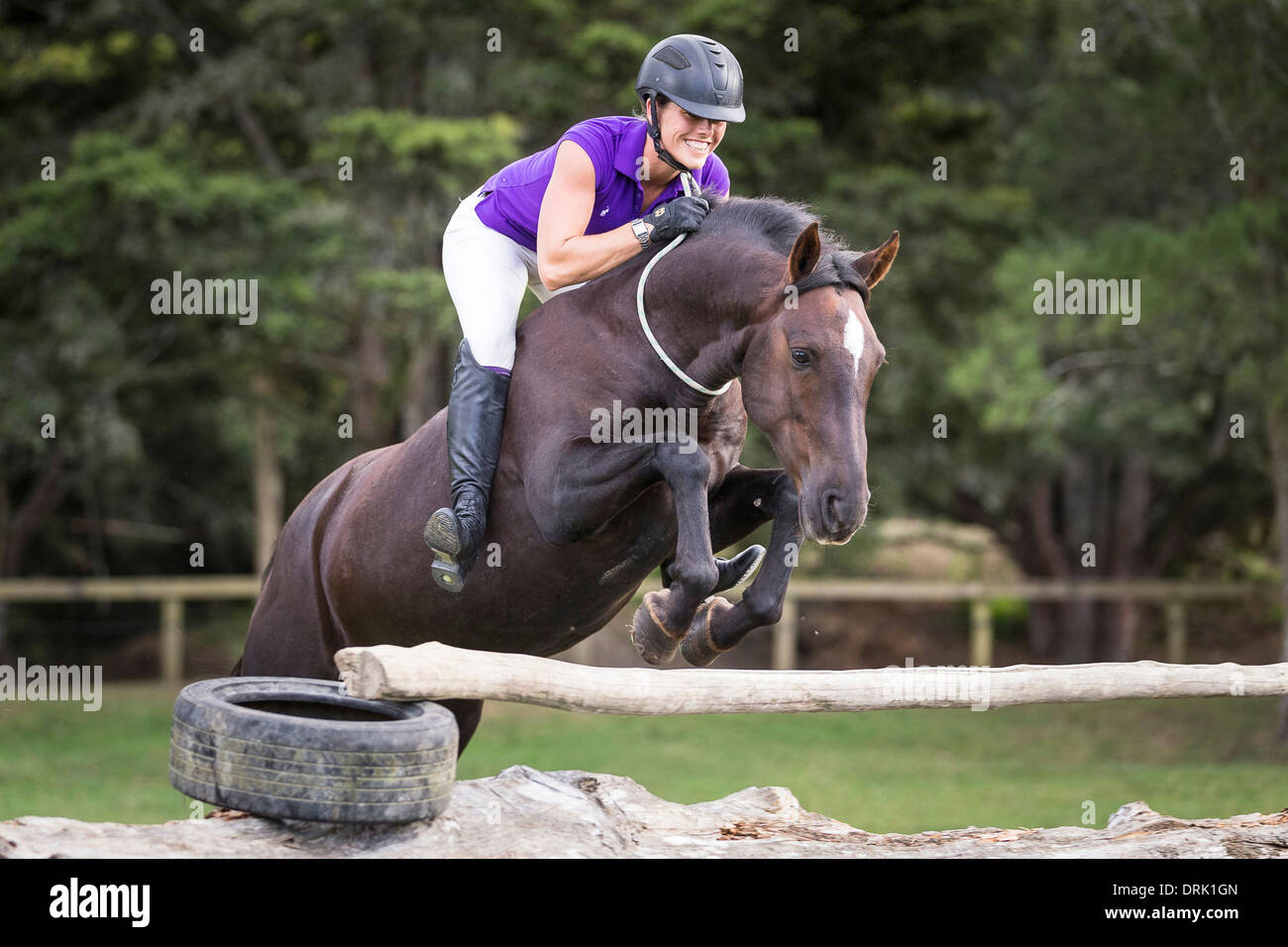 Kaimanawa Horse. Vicky Wilson on a chestnut gelding jumping over an ...