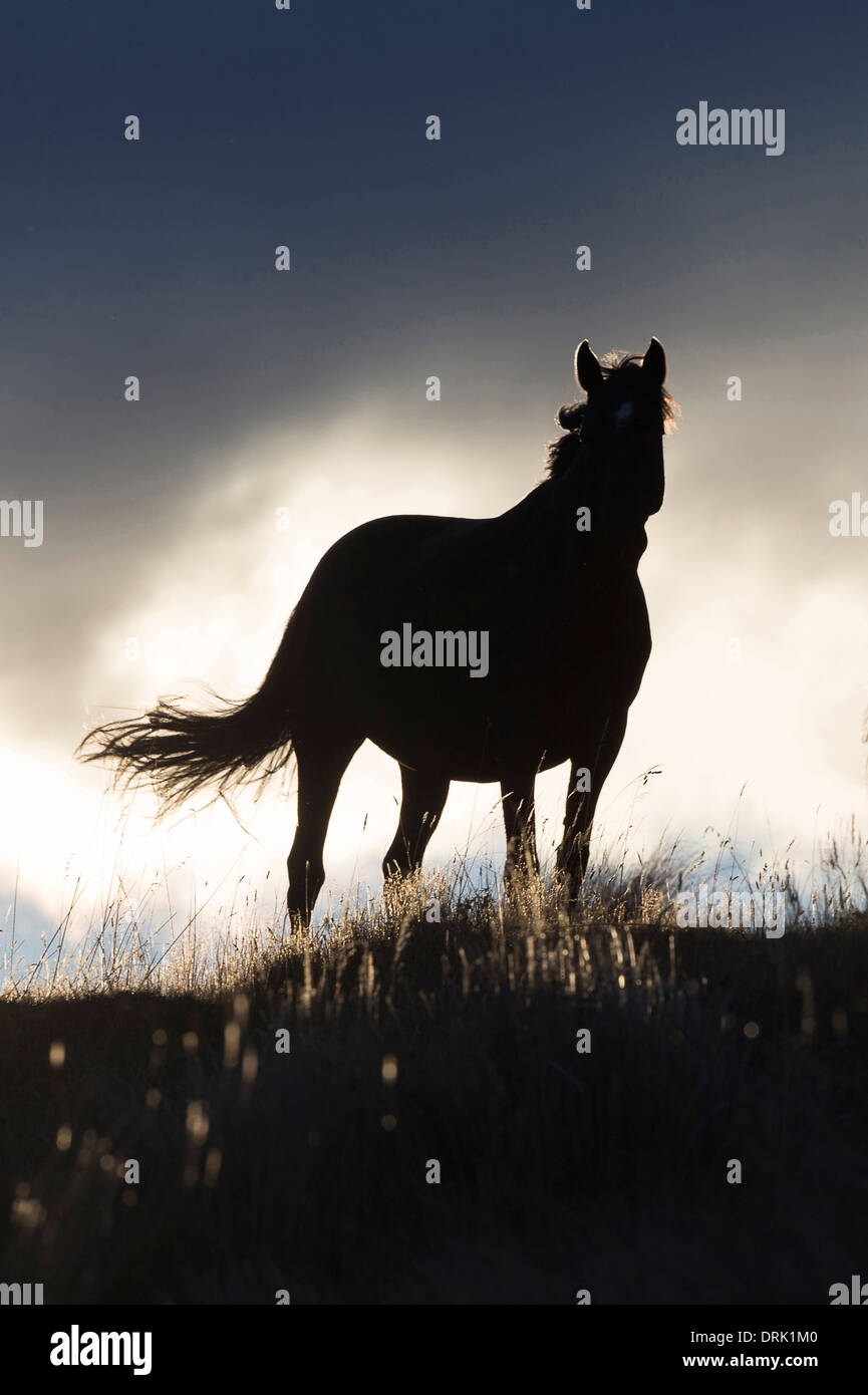 Kaimanawa ranges hi-res stock photography and images - Alamy