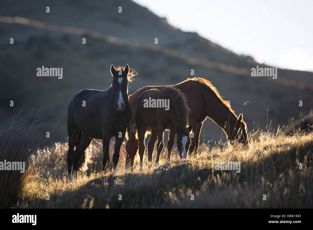 Kaimanawa Horse Three wild horses grazing backlight Kaimanawa Ranges ...