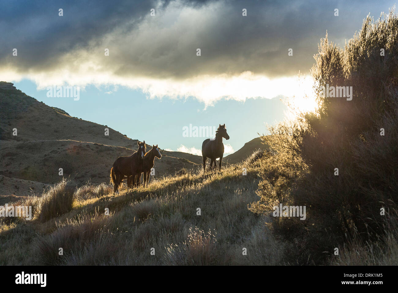 Kaimanawa Horse Three wild horses in a slope silhouetted against a ...