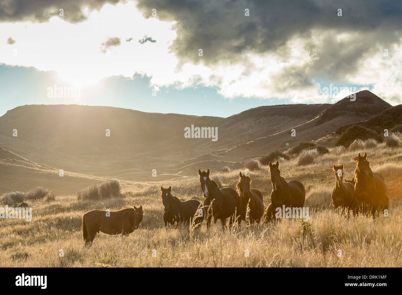 Kaimanawa Horse Herd of wild horses in grass backlight Kaimanawa Ranges ...