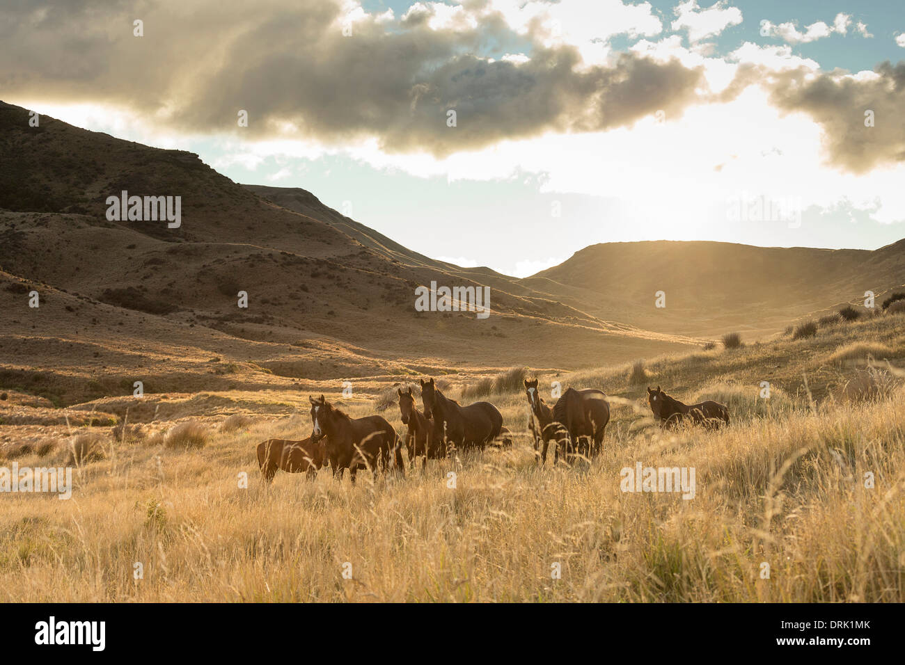 Kaimanawa ranges hi-res stock photography and images - Alamy