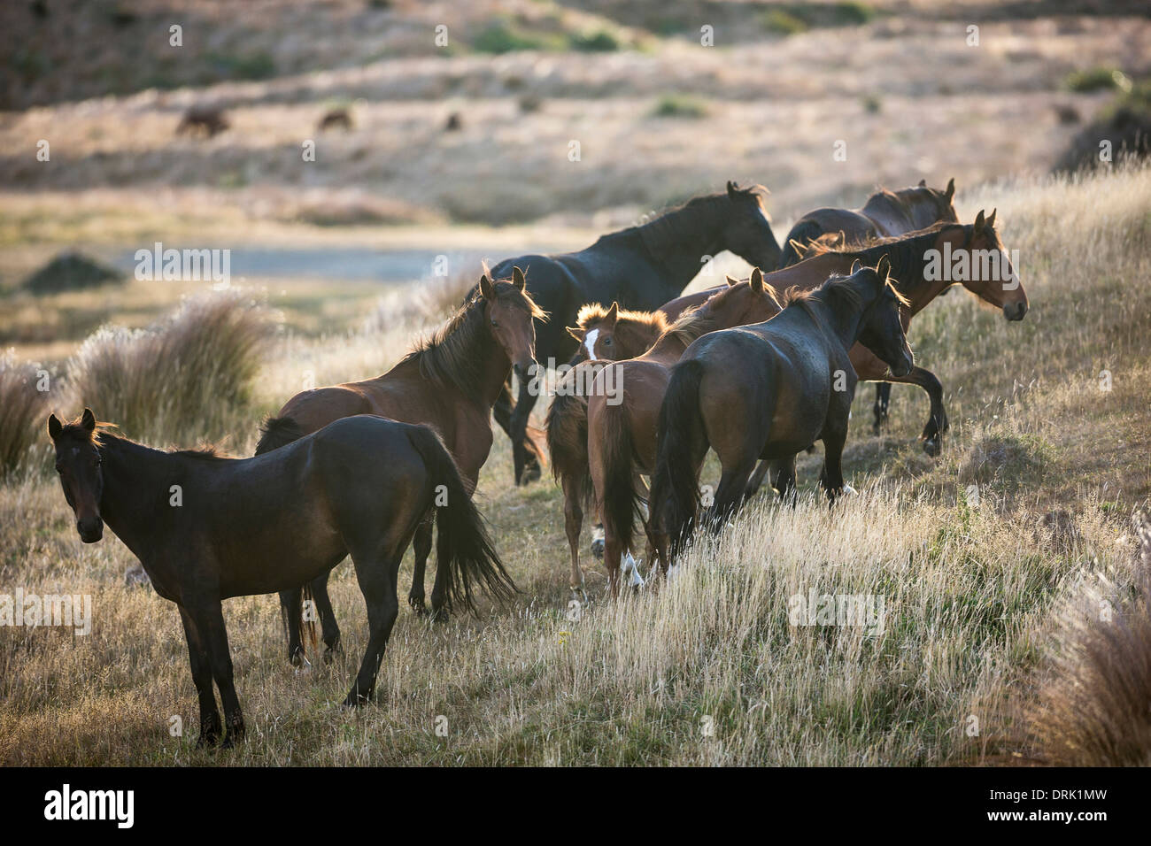 Kaimanawa Horse Herd of wild horses in grass Kaimanawa Ranges Waiouru ...