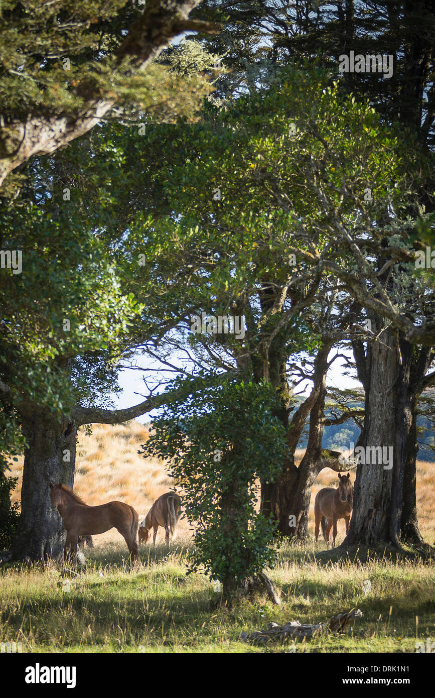 Kaimanawa ranges hi-res stock photography and images - Alamy