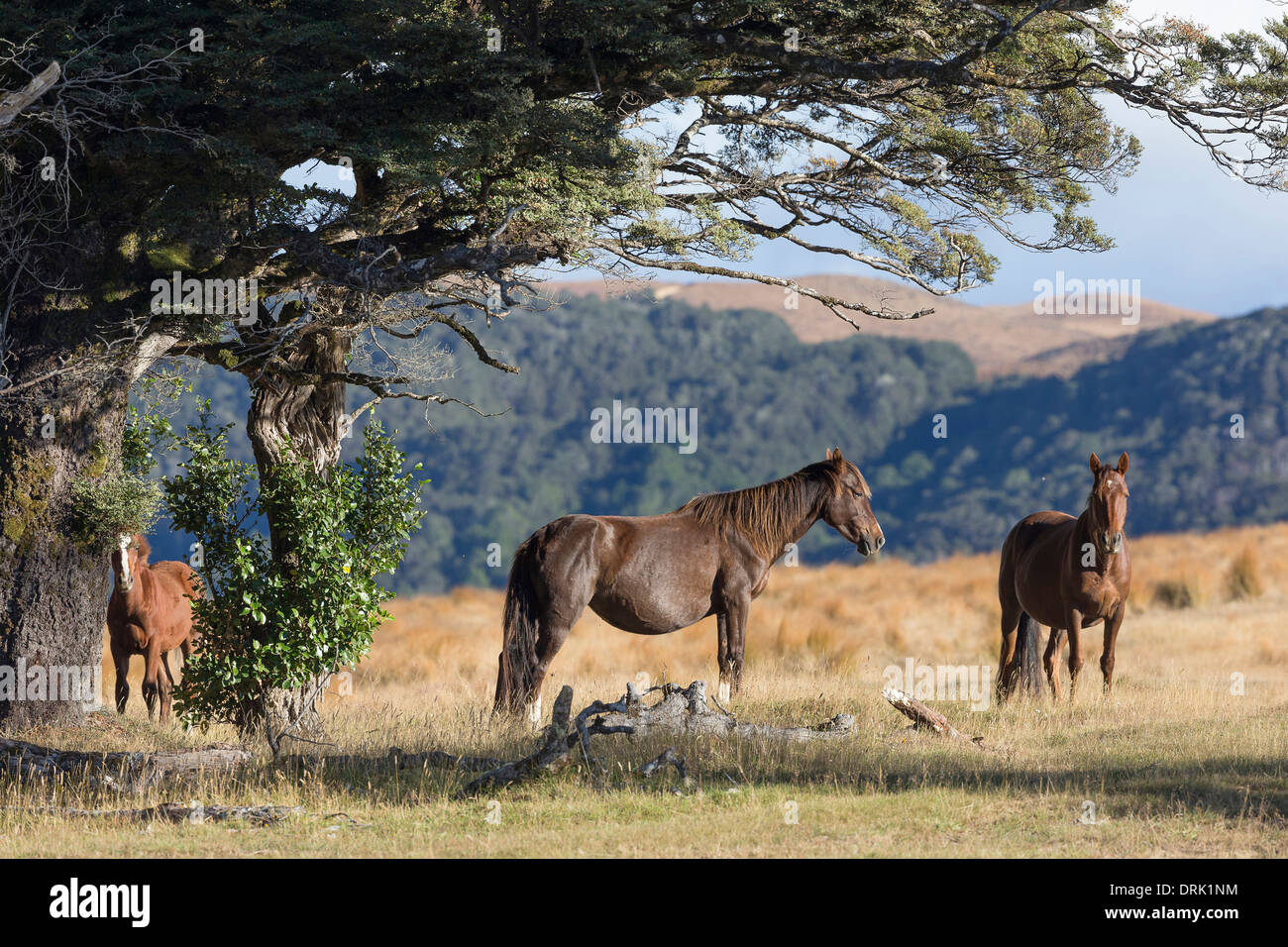 Kaimanawa Horse Three wild horses standing under a tree Kaimanawa ...
