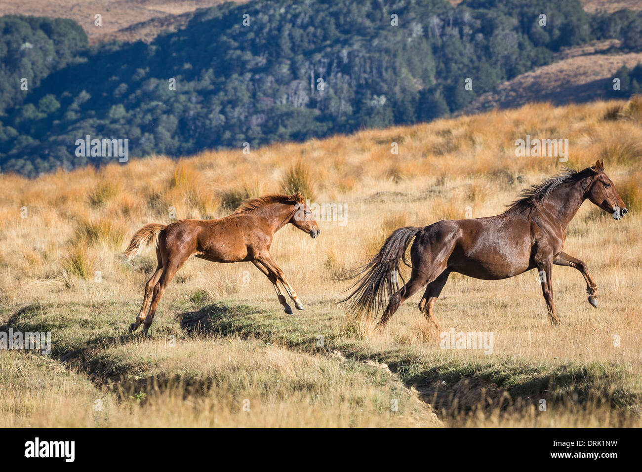 Kaimanawa Horse Wild mare with foal jumping over a ditch Kaimanawa ...