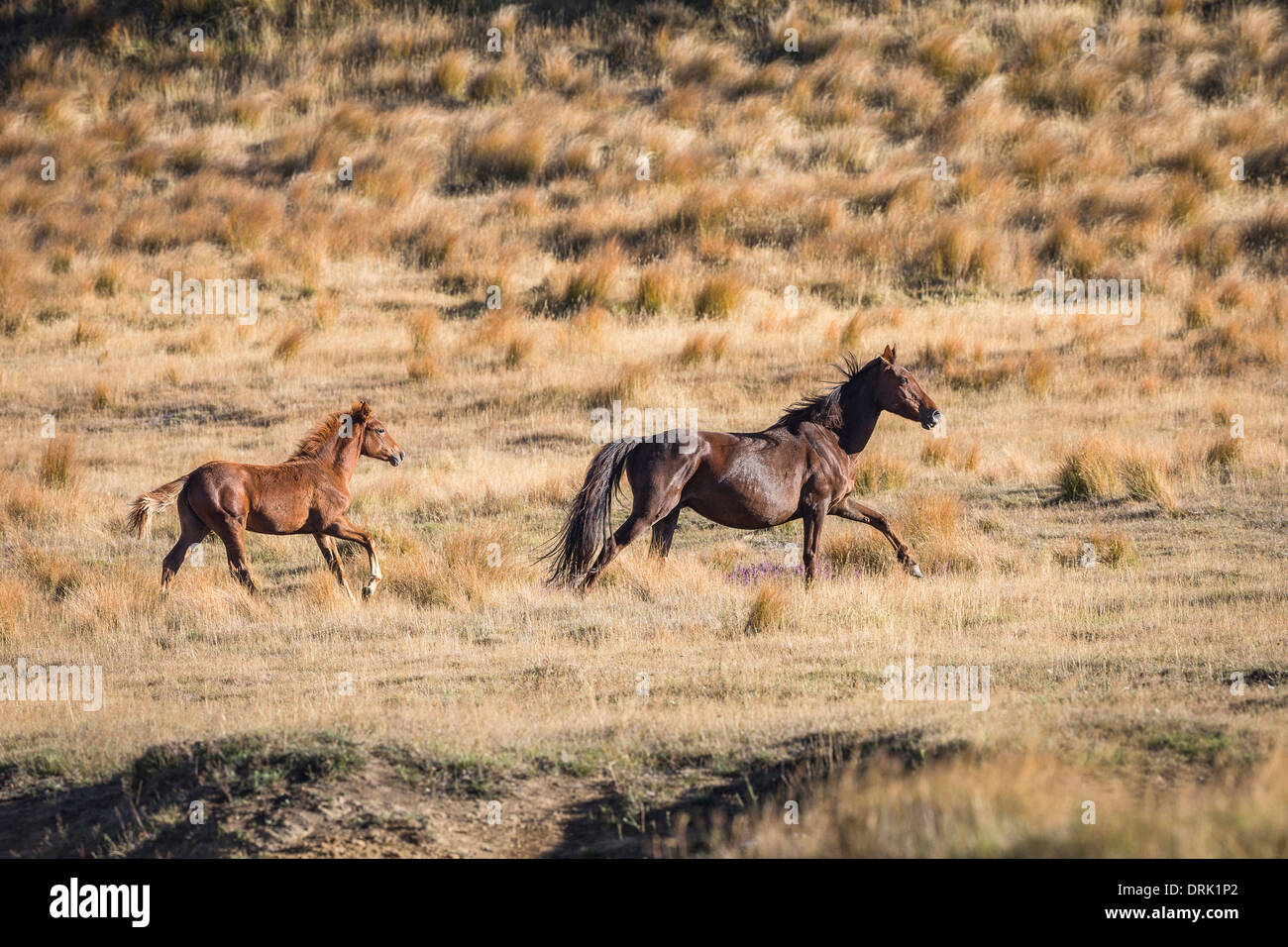 Kaimanawa Horse Wild mare with foal galloping on grassland Kaimanawa ...