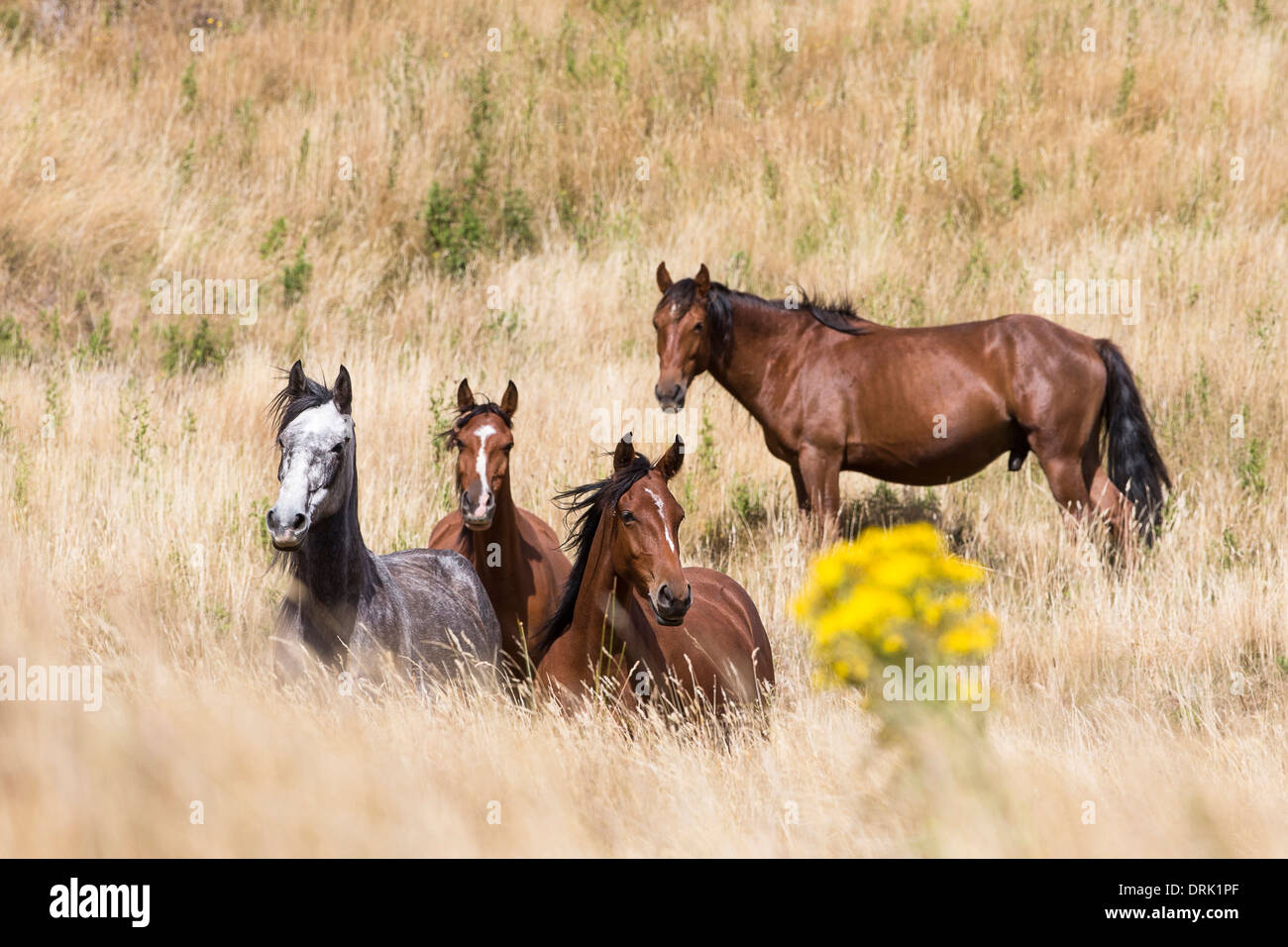 Kaimanawa Horse Wild horses in tall grass Kaimanawa Ranges Waiouru New ...
