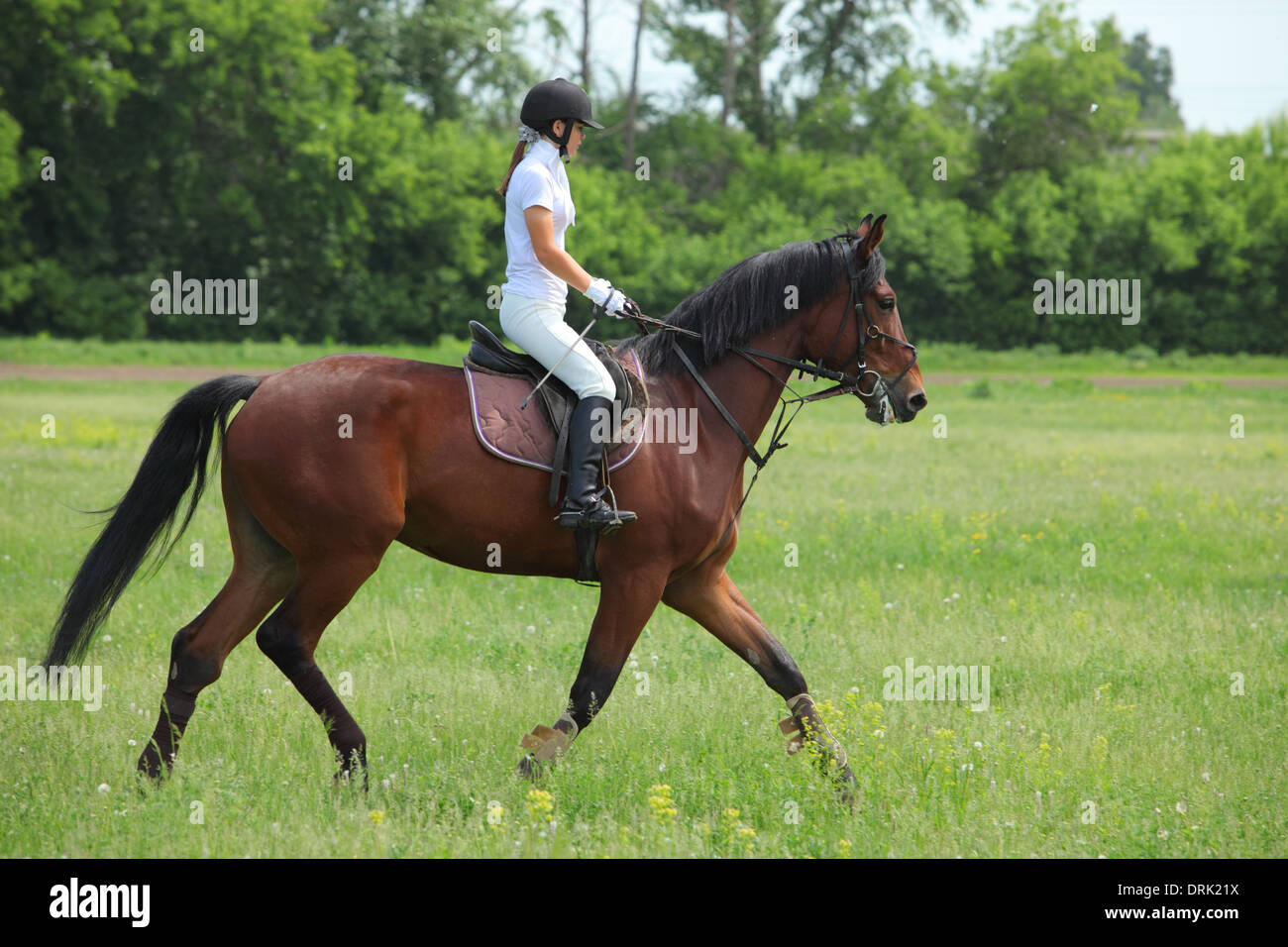 Advanced Dressage test: extended trot Stock Photo - Alamy