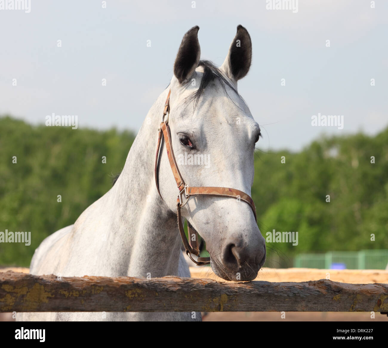 Disappearing rare Russian breed of horses - Orlov trotter Stock Photo ...