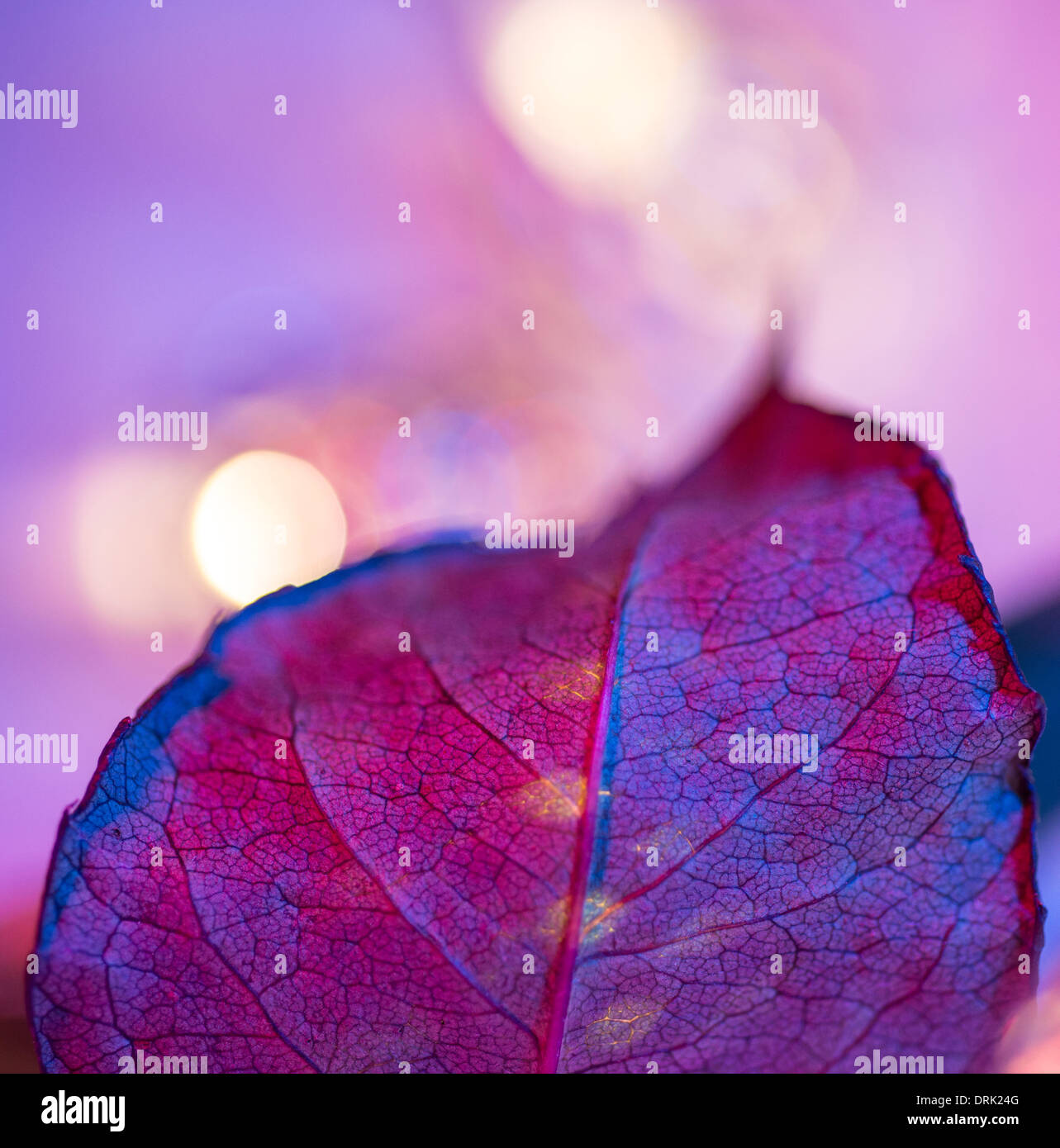Leaf circles texture hi-res stock photography and images - Alamy