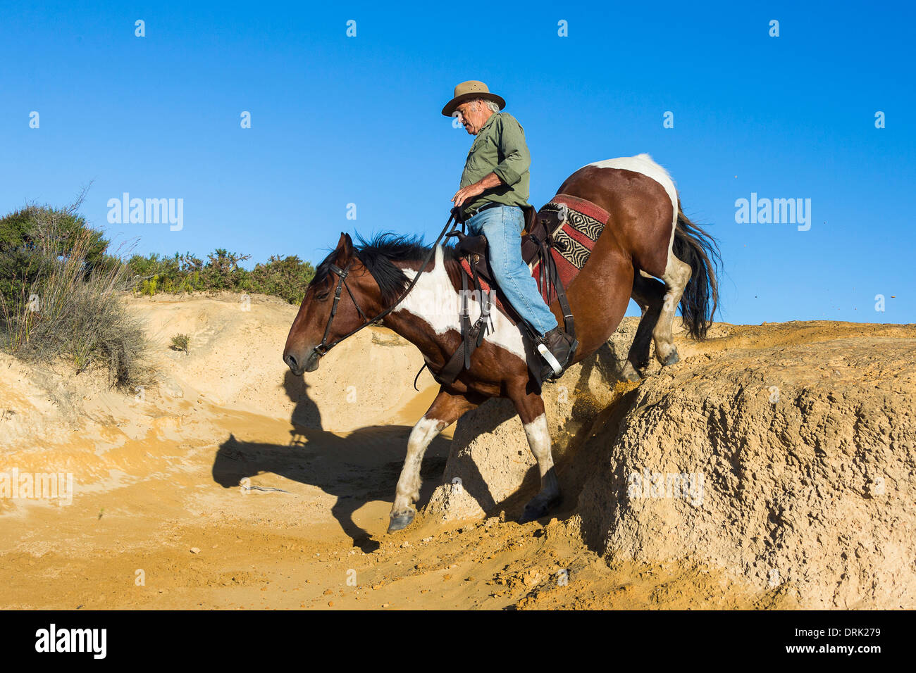 Maori Pony. Rider with pinto mare on a cross-country ride. New Zealand ...
