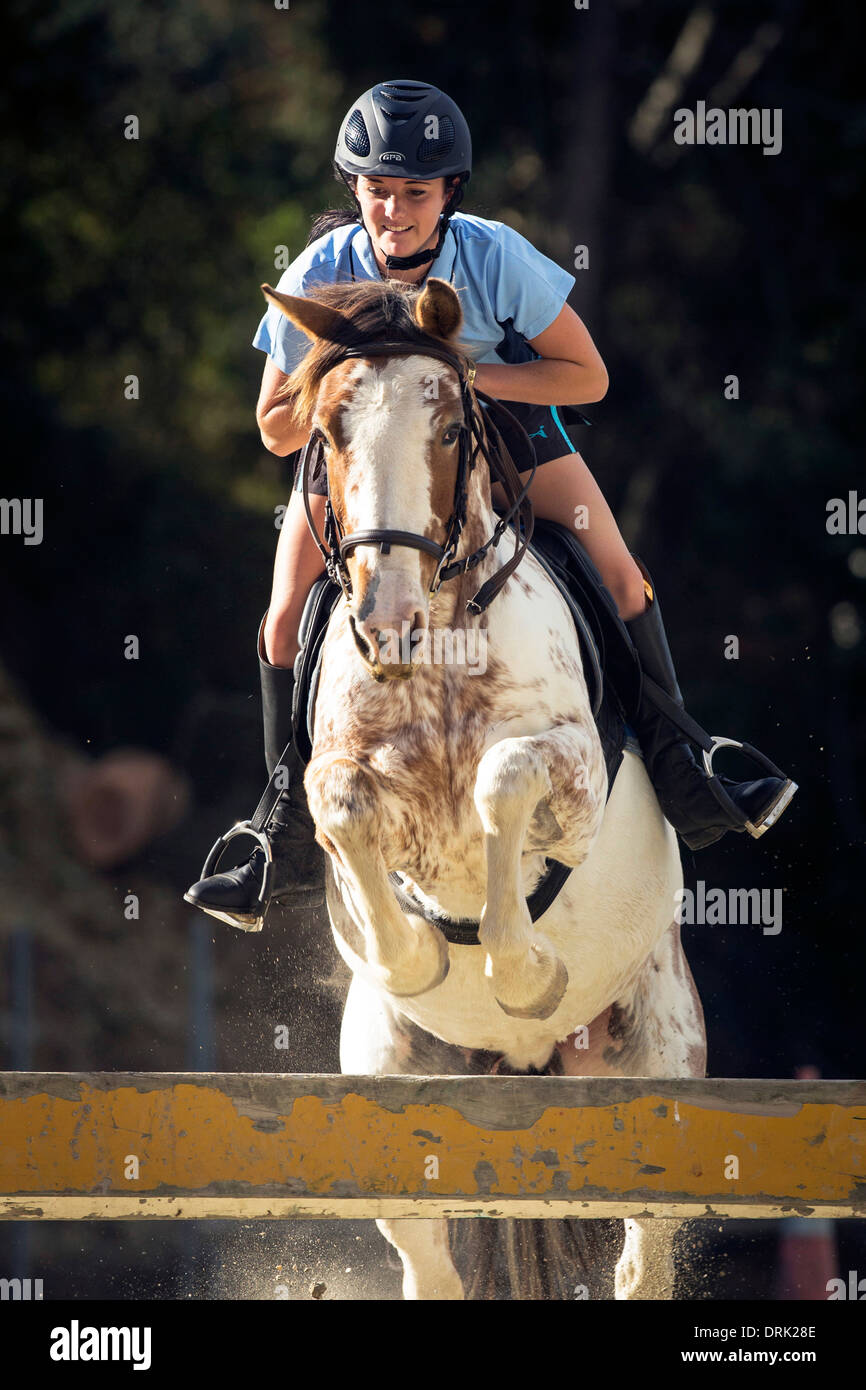 Maori Pony. Rider on a pinto mare jumping over an obstacle. New Zealand ...