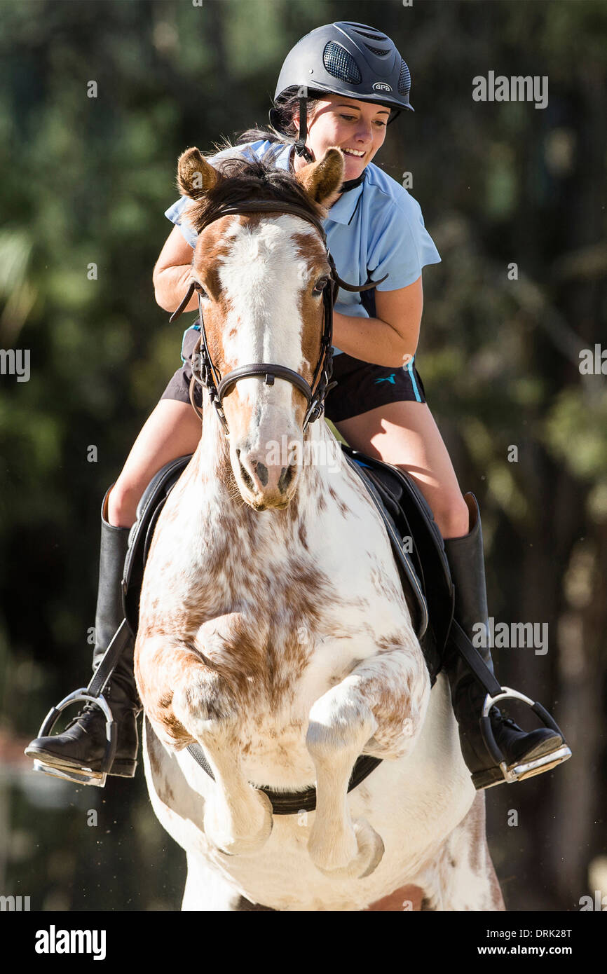 Maori Pony. Rider on a pinto mare jumping over an obstacle. New Zealand ...