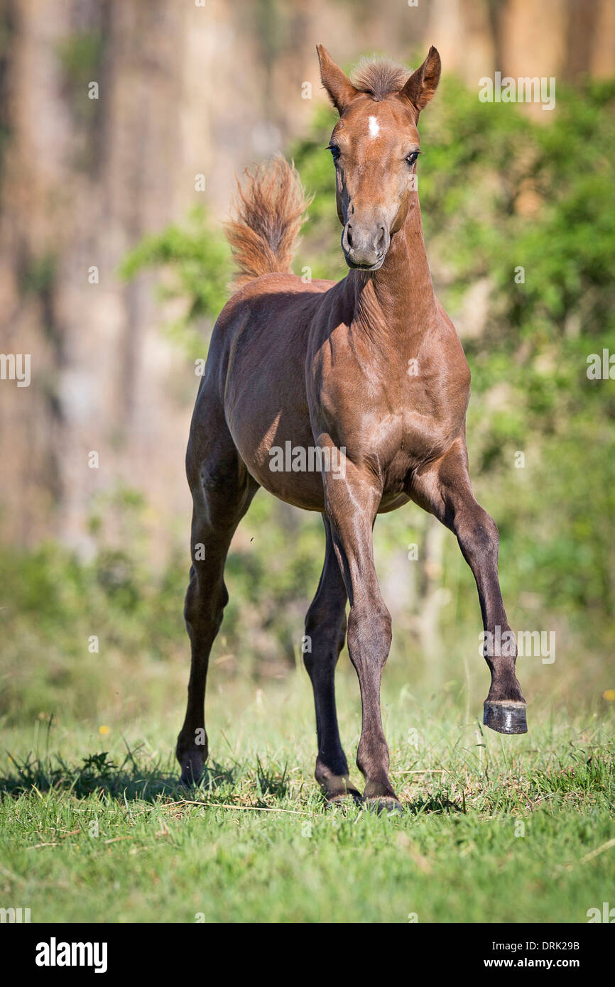 Nooitgedacht Pony Chestnut foal galloping on a pasture South Africa ...